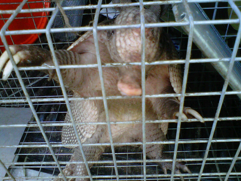 Armadillo Removal Pinellas County, Pasco County, Hillsborough County ...